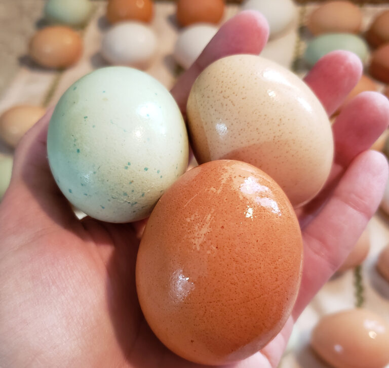 Everything You Need to Know About Farm Fresh Eggs – Scott Family Homestead